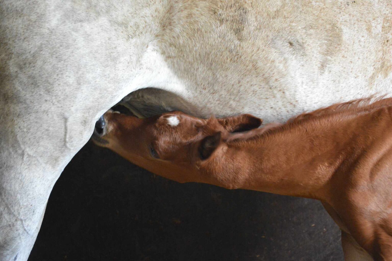 Følregistrering – DSAH